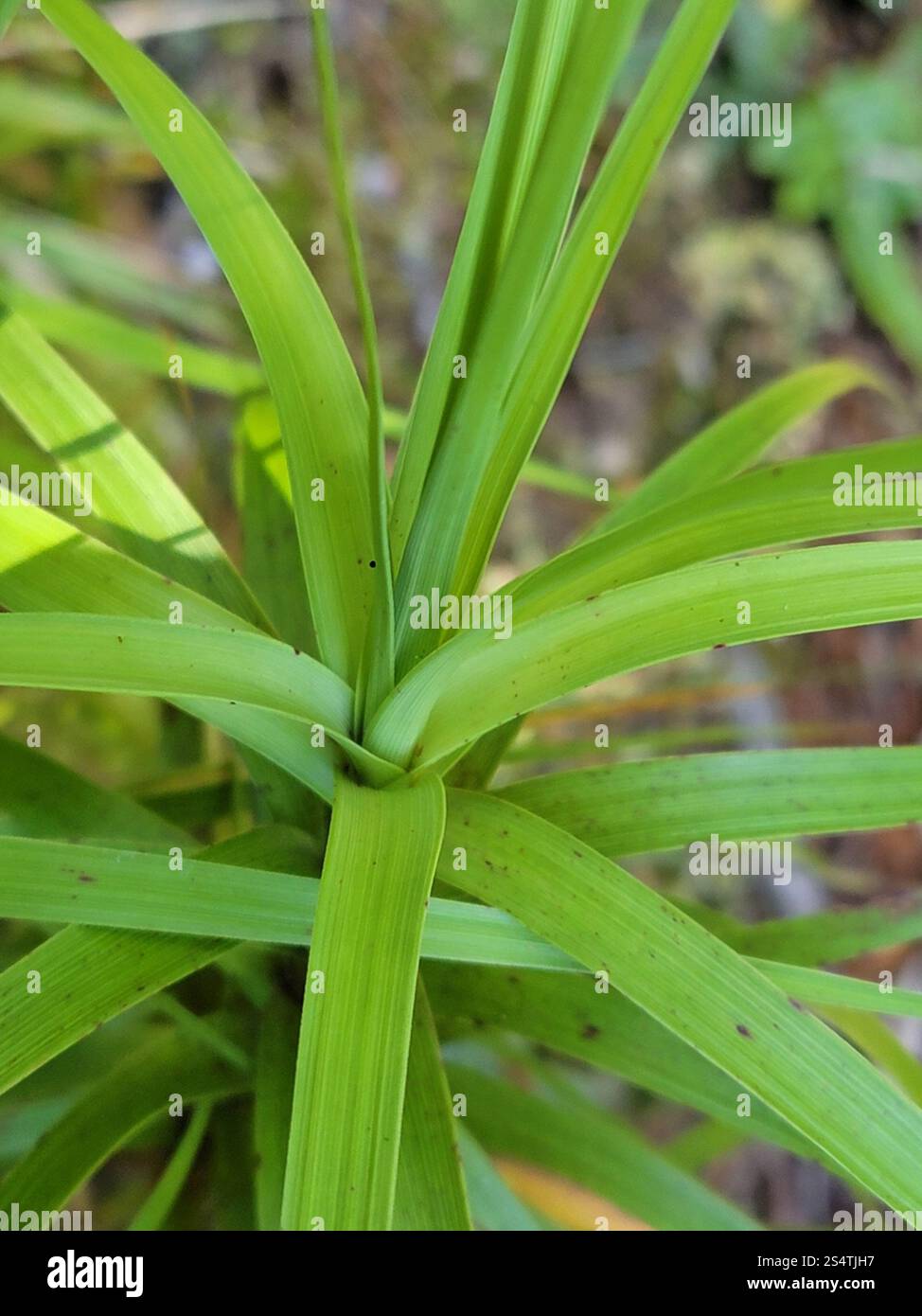 (Dracophyllum longifolium longifolium Stock Photo - Alamy