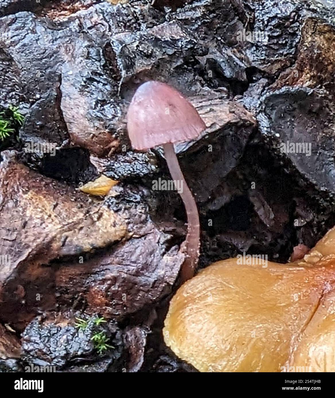 purple-edge bonnet (Mycena purpureofusca Stock Photo - Alamy