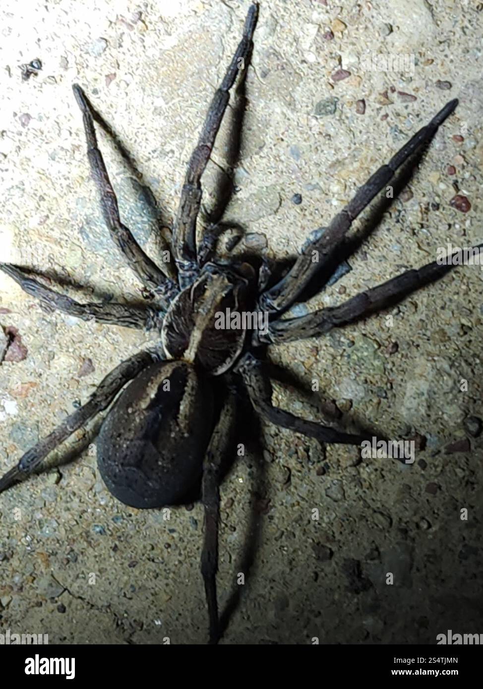 Union-Jack Wolf Spiders (Tasmanicosa Stock Photo - Alamy
