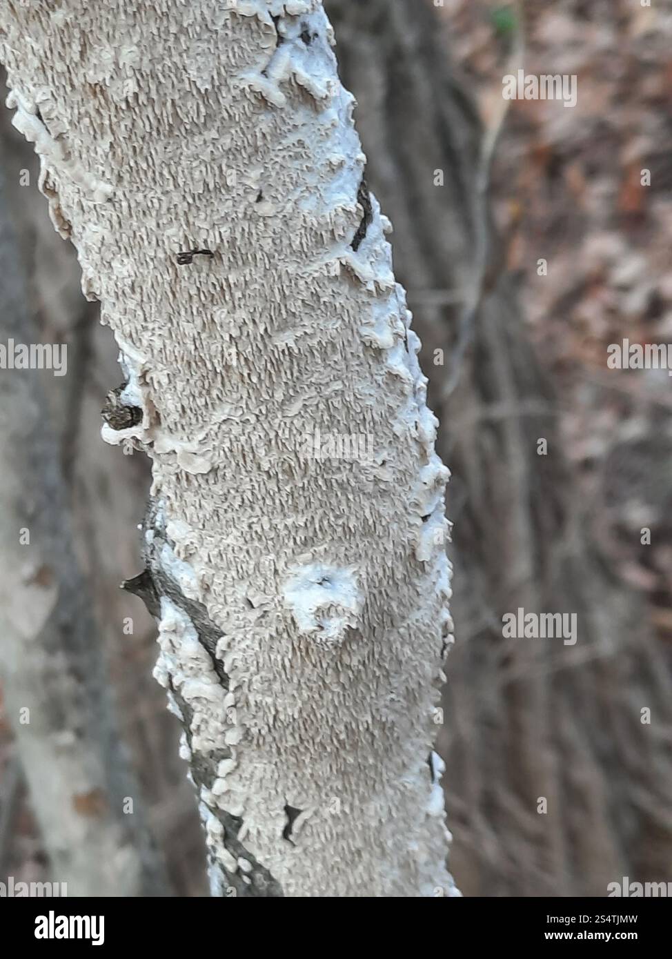 Milk-white Toothed Polypore (Irpex lacteus Stock Photo - Alamy