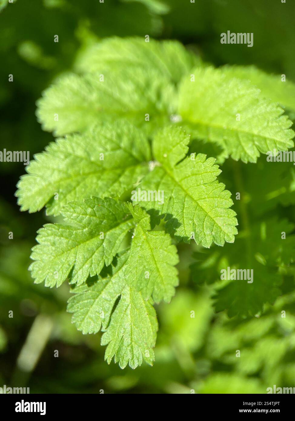 musk stork's-bill (Erodium moschatum Stock Photo - Alamy