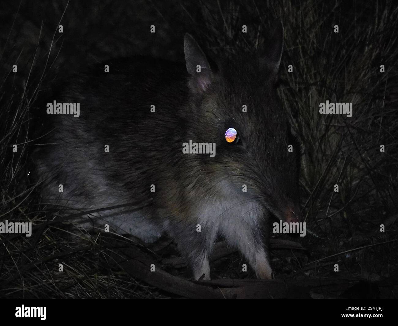 Eastern Barred Bandicoot (Perameles gunnii Stock Photo - Alamy