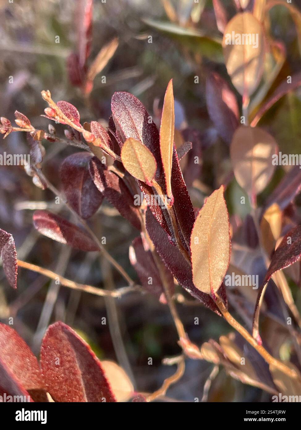 leatherleaf (Chamaedaphne calyculata Stock Photo - Alamy