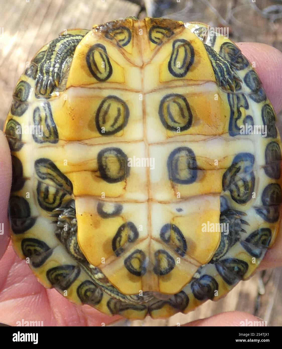 Red-eared Slider (Trachemys scripta elegans Stock Photo - Alamy