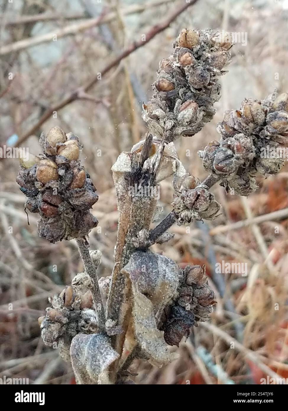great mullein (Verbascum thapsus Stock Photo - Alamy