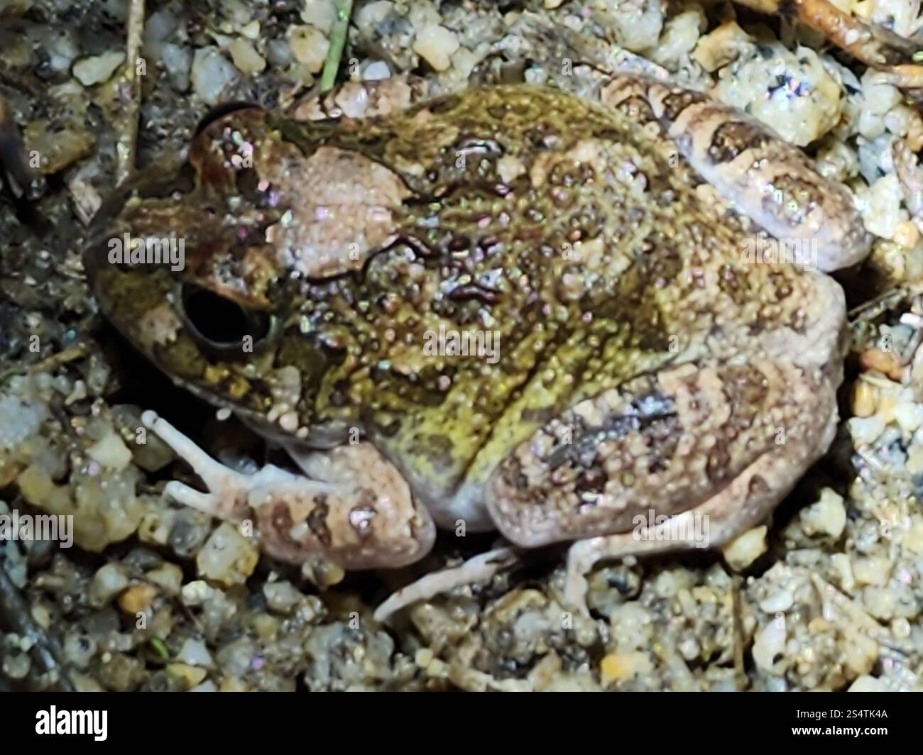Ornate Burrowing Frog (Platyplectrum ornatum Stock Photo - Alamy