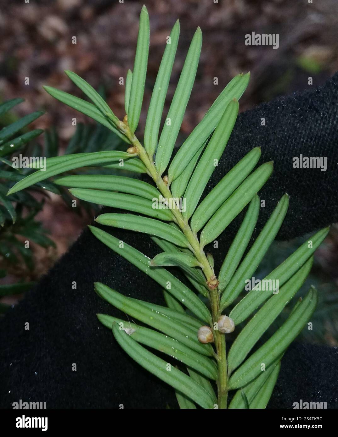 common yew (Taxus baccata Stock Photo - Alamy