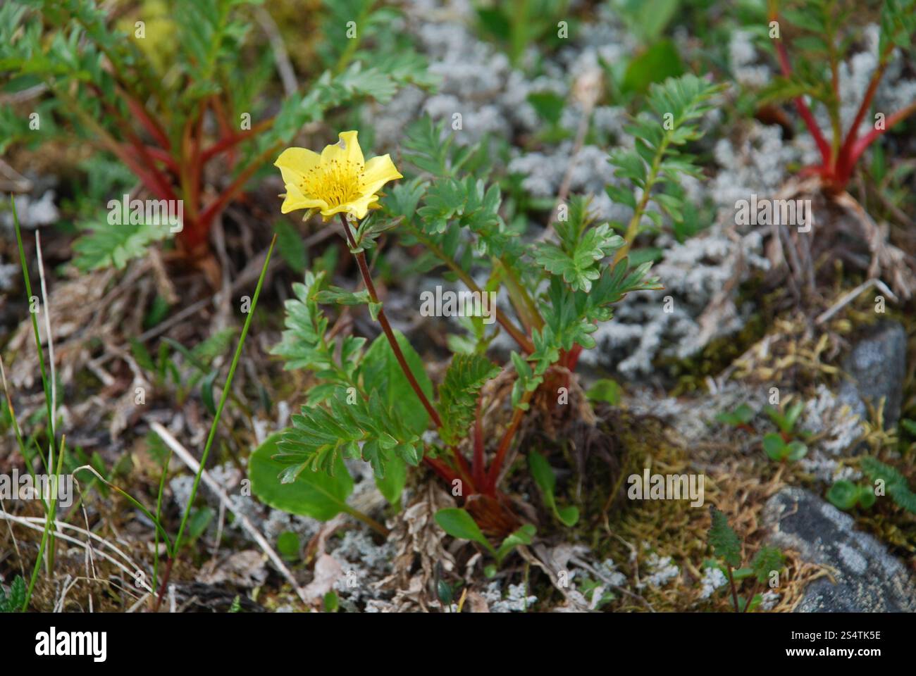 Ross' Avens (Geum rossii Stock Photo - Alamy