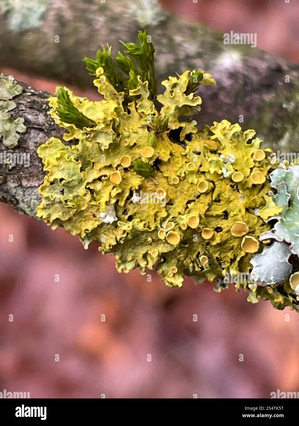 Common Sunburst Lichen (Xanthoria parietina Stock Photo - Alamy
