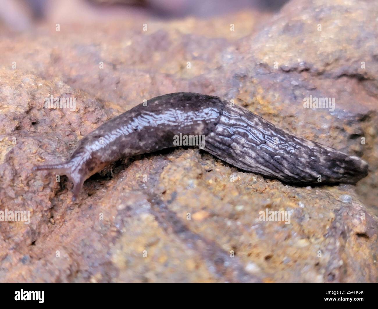 Milky Slug (Deroceras reticulatum Stock Photo - Alamy
