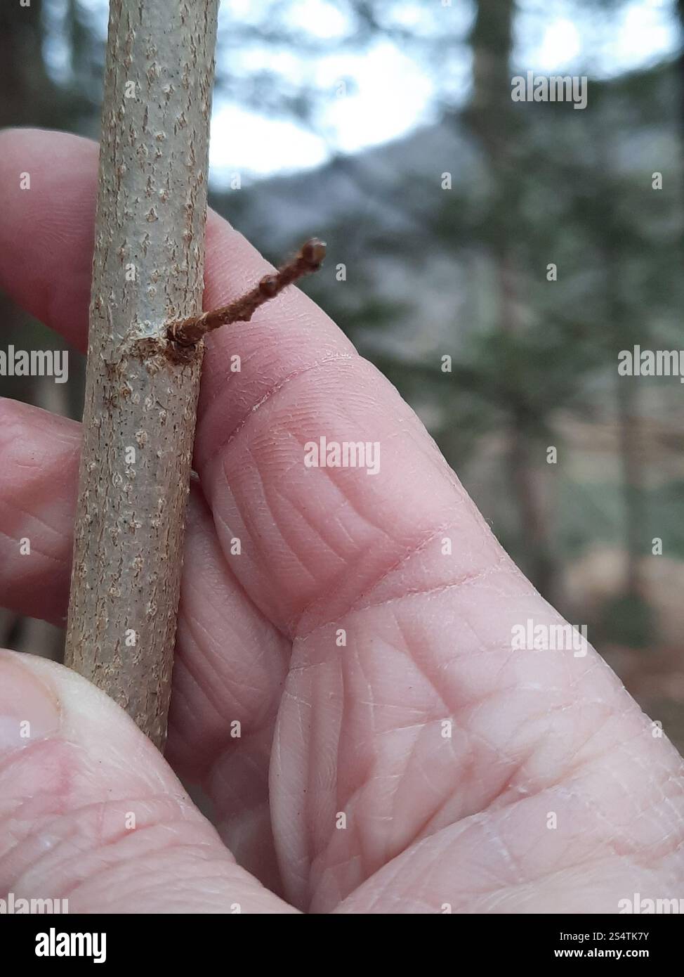 American hazelnut (Corylus americana Stock Photo - Alamy