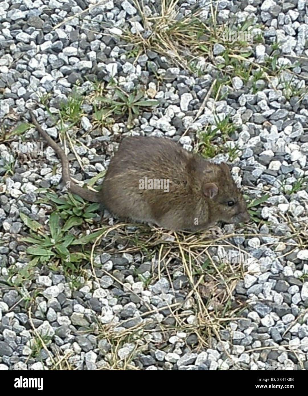 Old World Rats (Rattus Stock Photo - Alamy