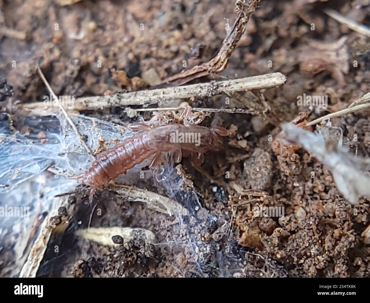 Winged and Once-winged Insects (Pterygota Stock Photo - Alamy
