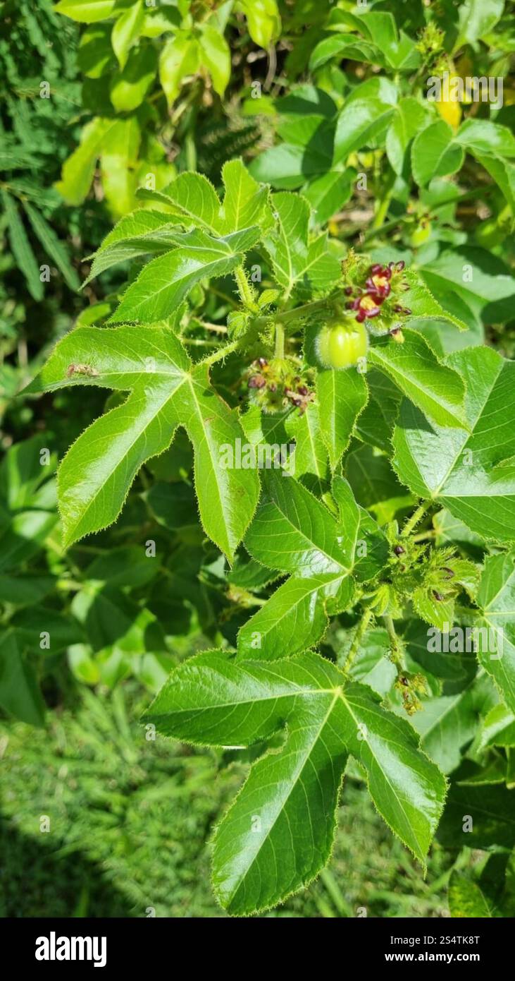Bellyache Bush (Jatropha gossypiifolia Stock Photo - Alamy