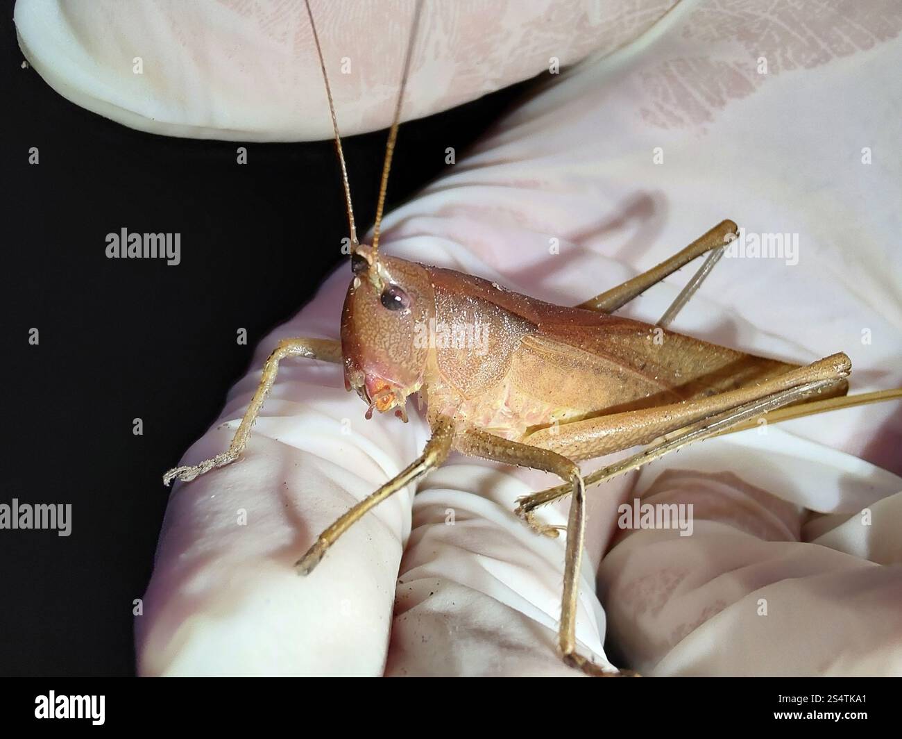 Common Coneheads (Neoconocephalus Stock Photo - Alamy