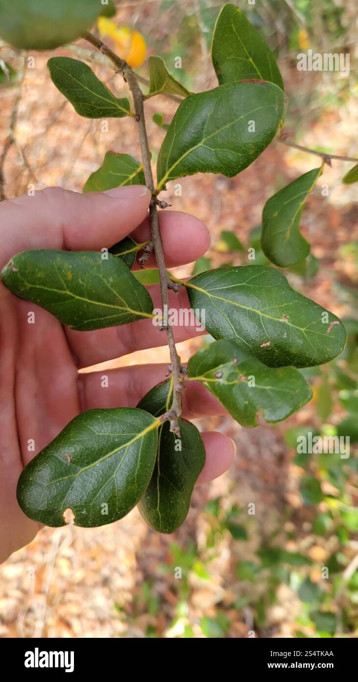 Myrtle Oak (Quercus myrtifolia Stock Photo - Alamy