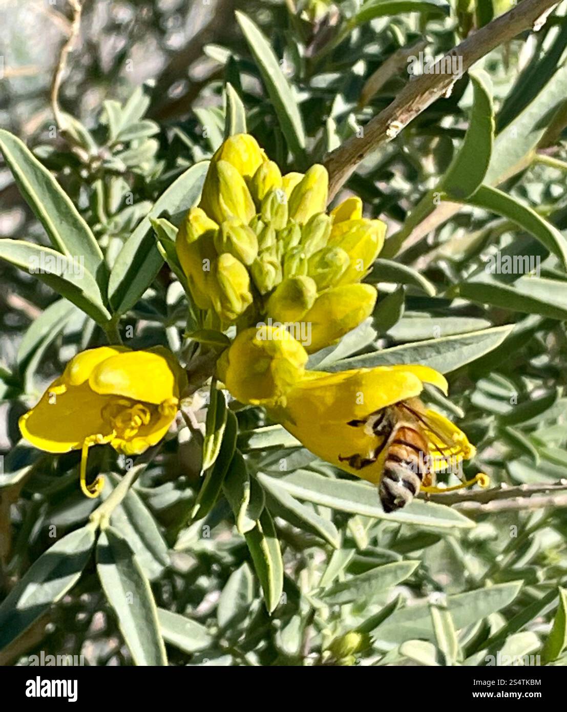 Bladderpod (Cleomella arborea Stock Photo - Alamy