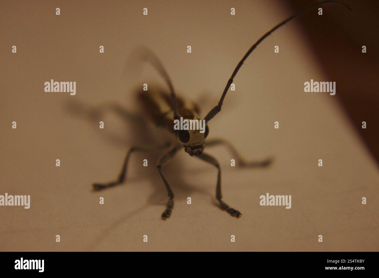 Round-headed Apple Tree Borer (Saperda candida Stock Photo - Alamy