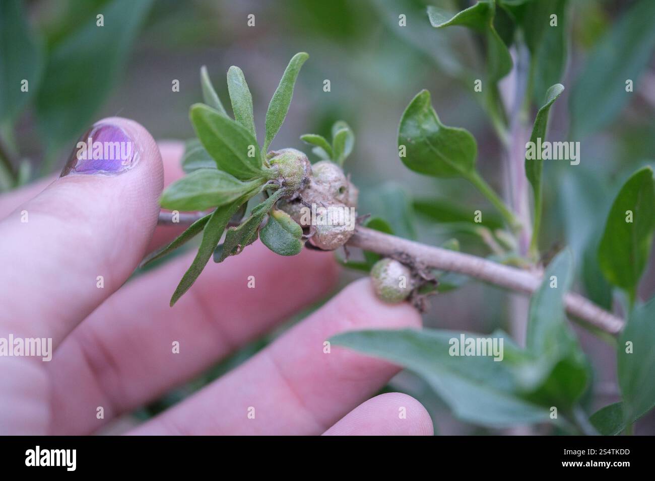 California brittlebush (Encelia californica Stock Photo - Alamy