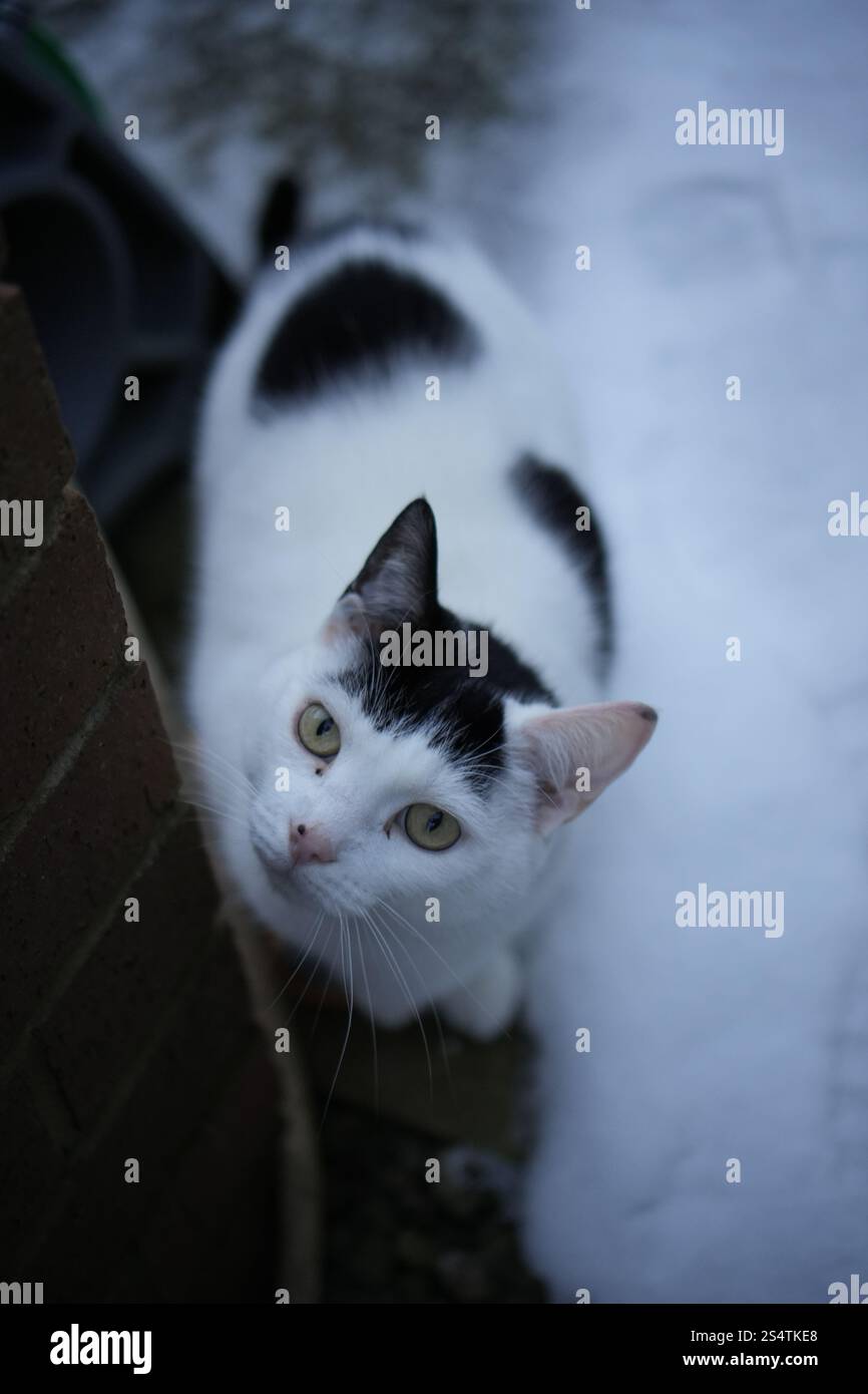 Cow Cat In The Snow Staring At The Camera Stock Photo - Alamy