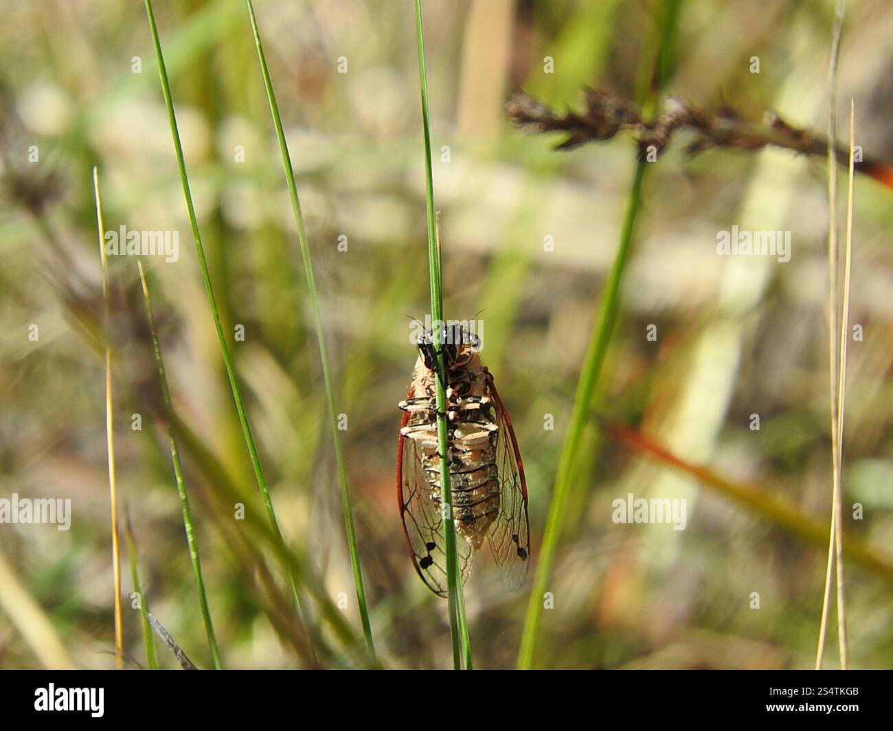Golden Twanger (Diemeniana euronotiana Stock Photo - Alamy