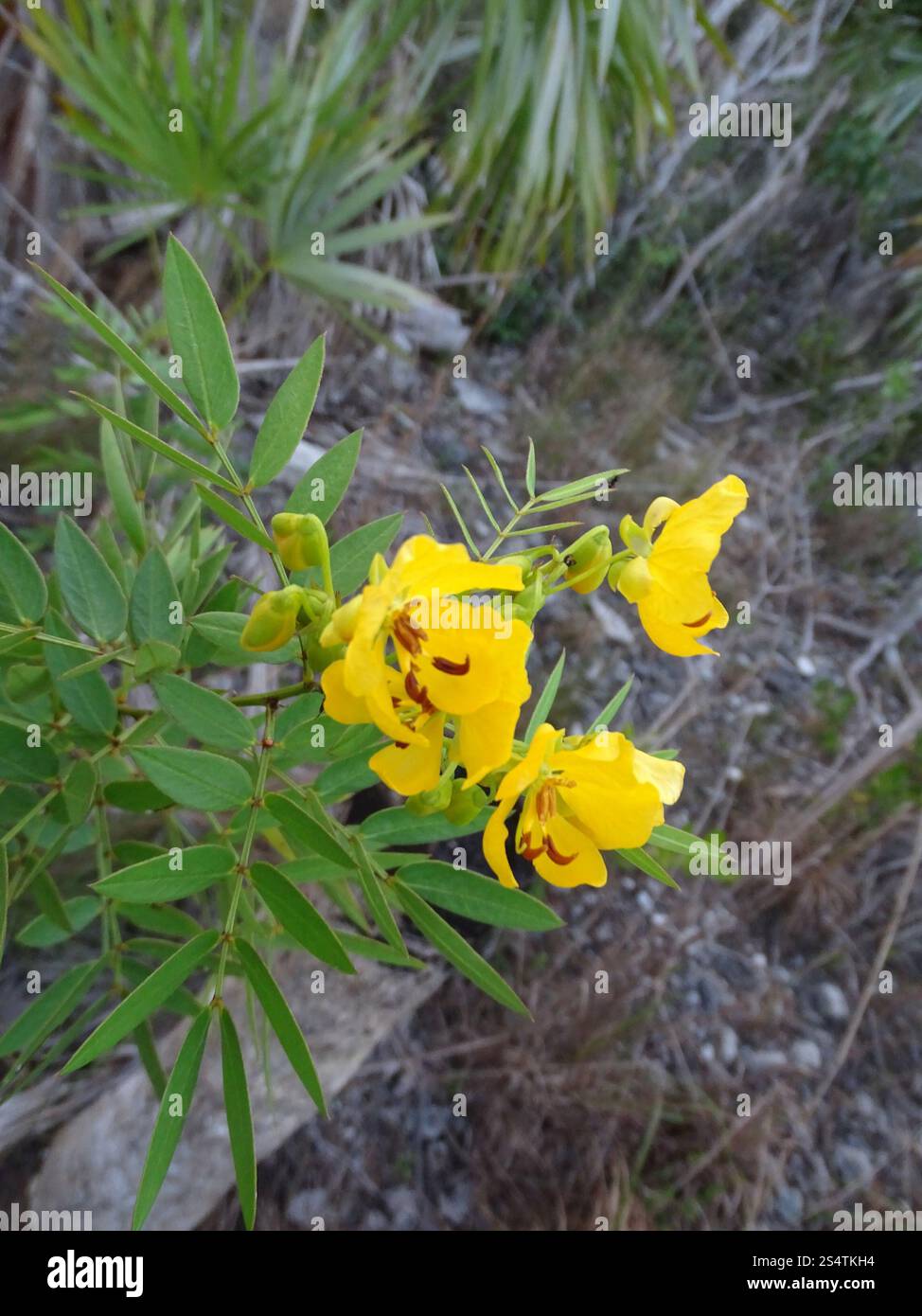 Chapman's wild sensitive plant (Senna chapmanii Stock Photo - Alamy