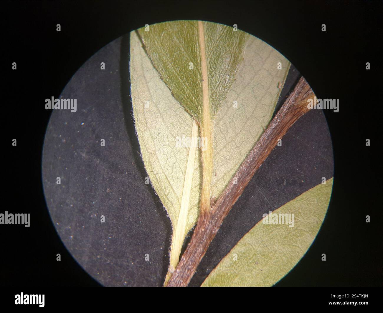 hybrid crack willow (Salix × fragilis Stock Photo - Alamy