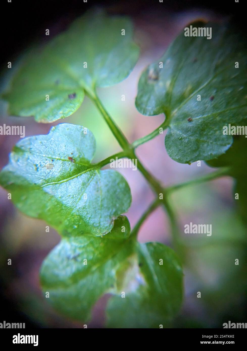 wavy bittercress (Cardamine flexuosa Stock Photo - Alamy