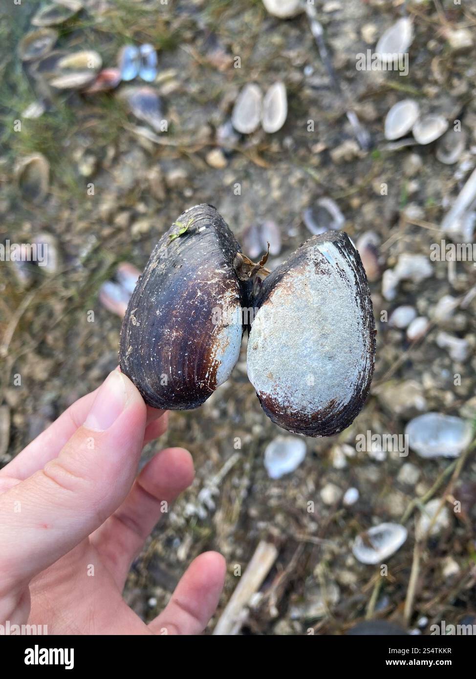 Florida Spike (Elliptio jayensis Stock Photo - Alamy