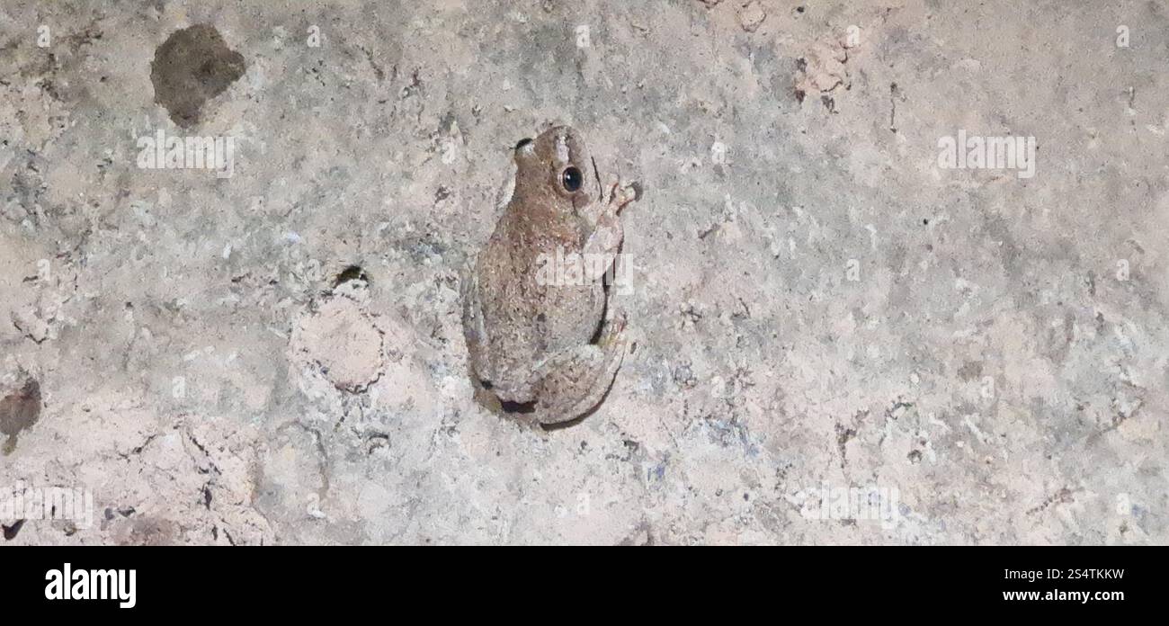 Desert Tree Frog (Litoria rubella Stock Photo - Alamy