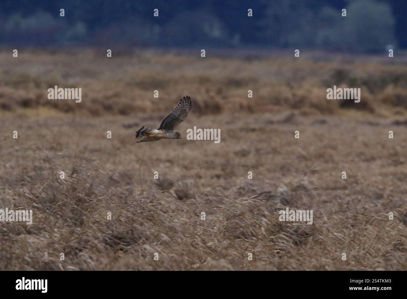 Northern Harrier (Circus hudsonius Stock Photo - Alamy