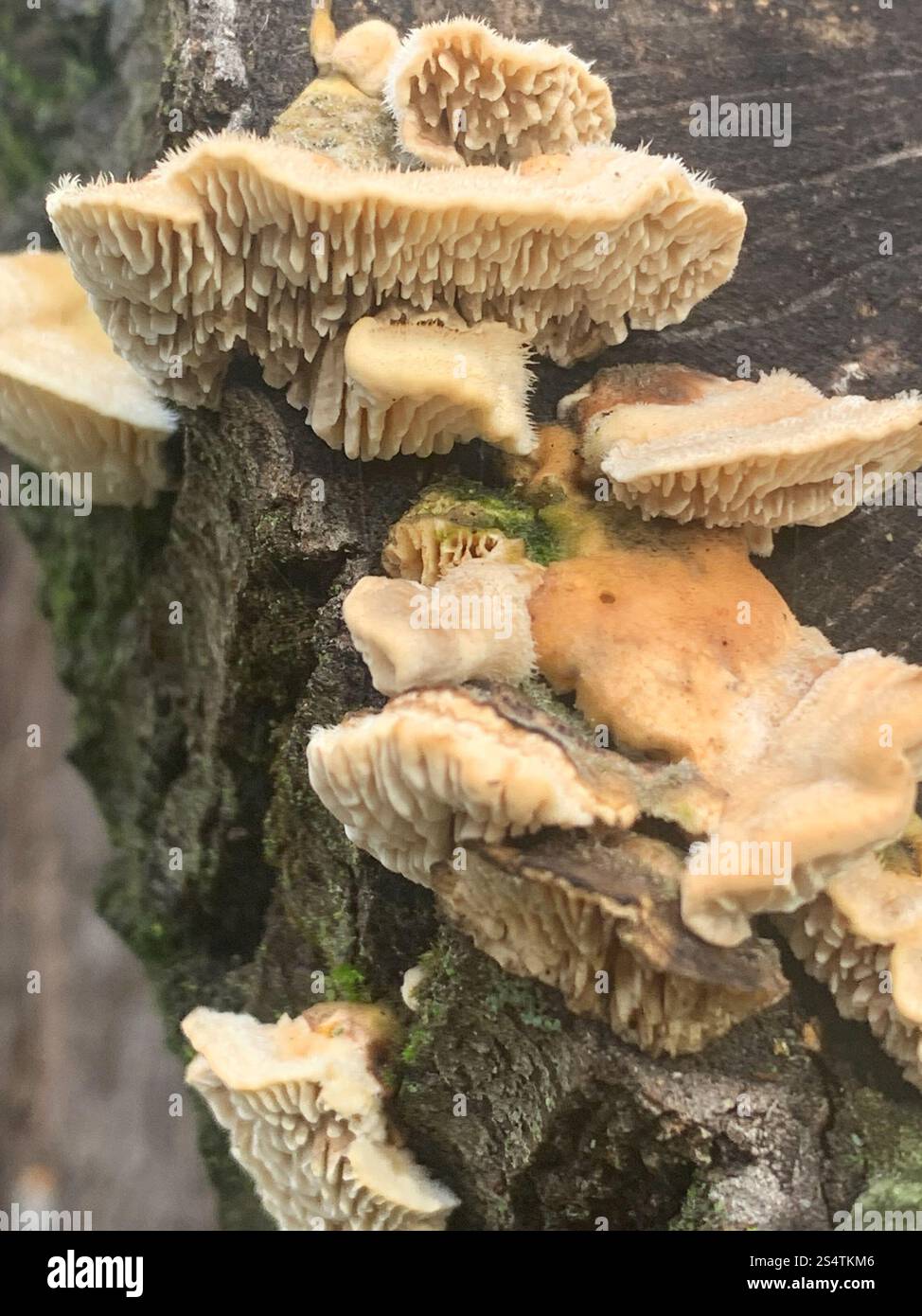Gilled Polypore (Trametes betulina Stock Photo - Alamy