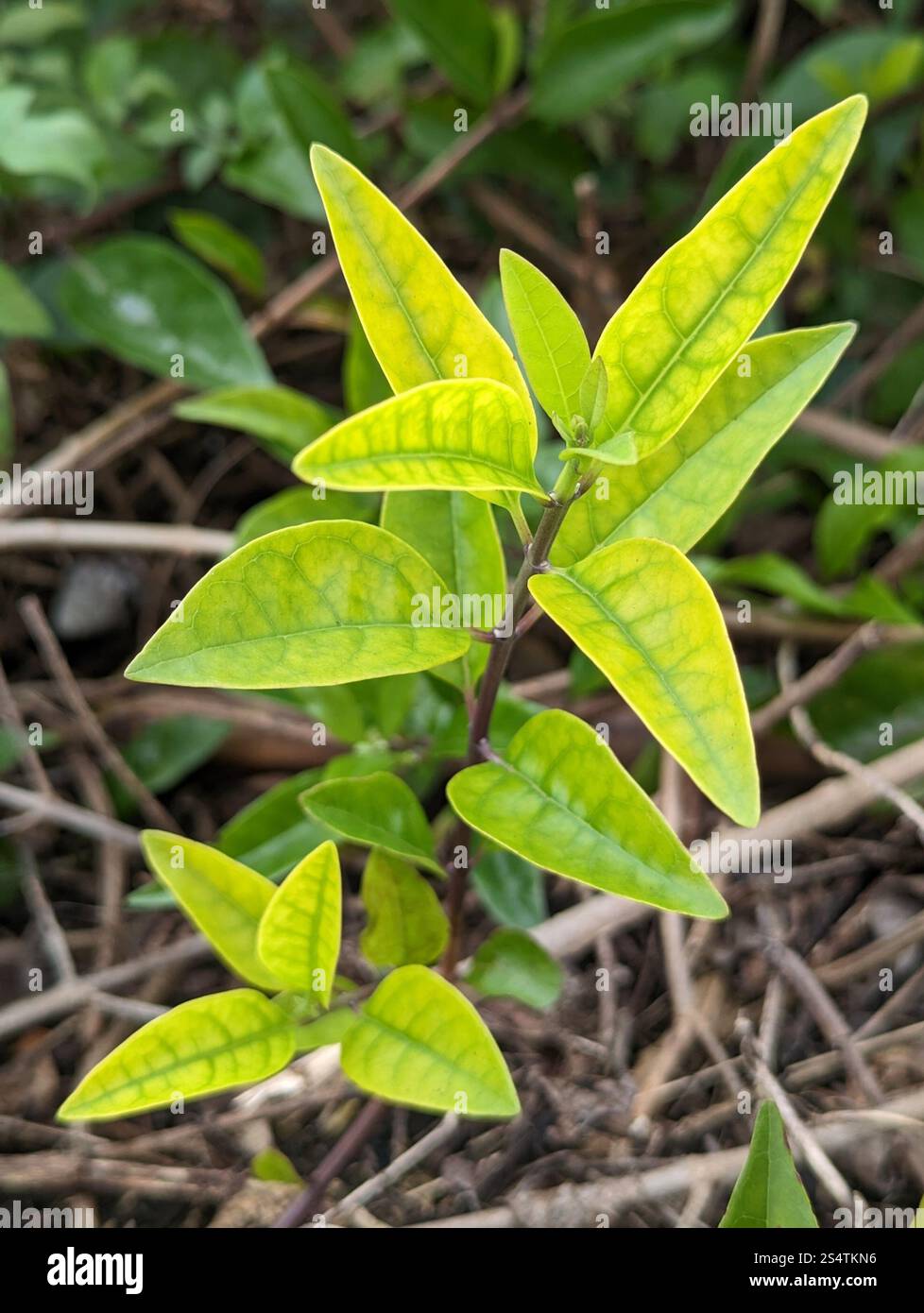 scrambling clerodendrum (Volkameria inermis Stock Photo - Alamy