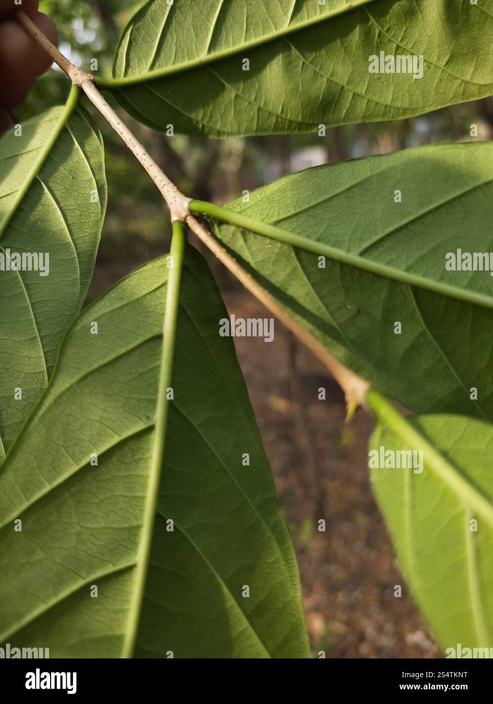 Jaundice curative tree (Wrightia tinctoria Stock Photo - Alamy
