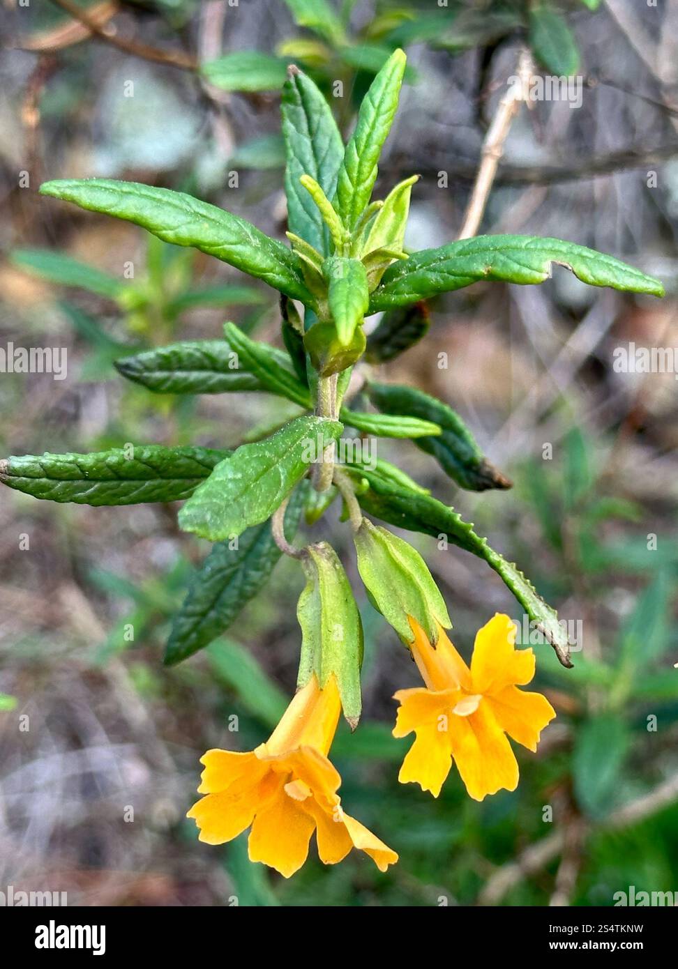 orange bush monkeyflower (Diplacus aurantiacus Stock Photo - Alamy