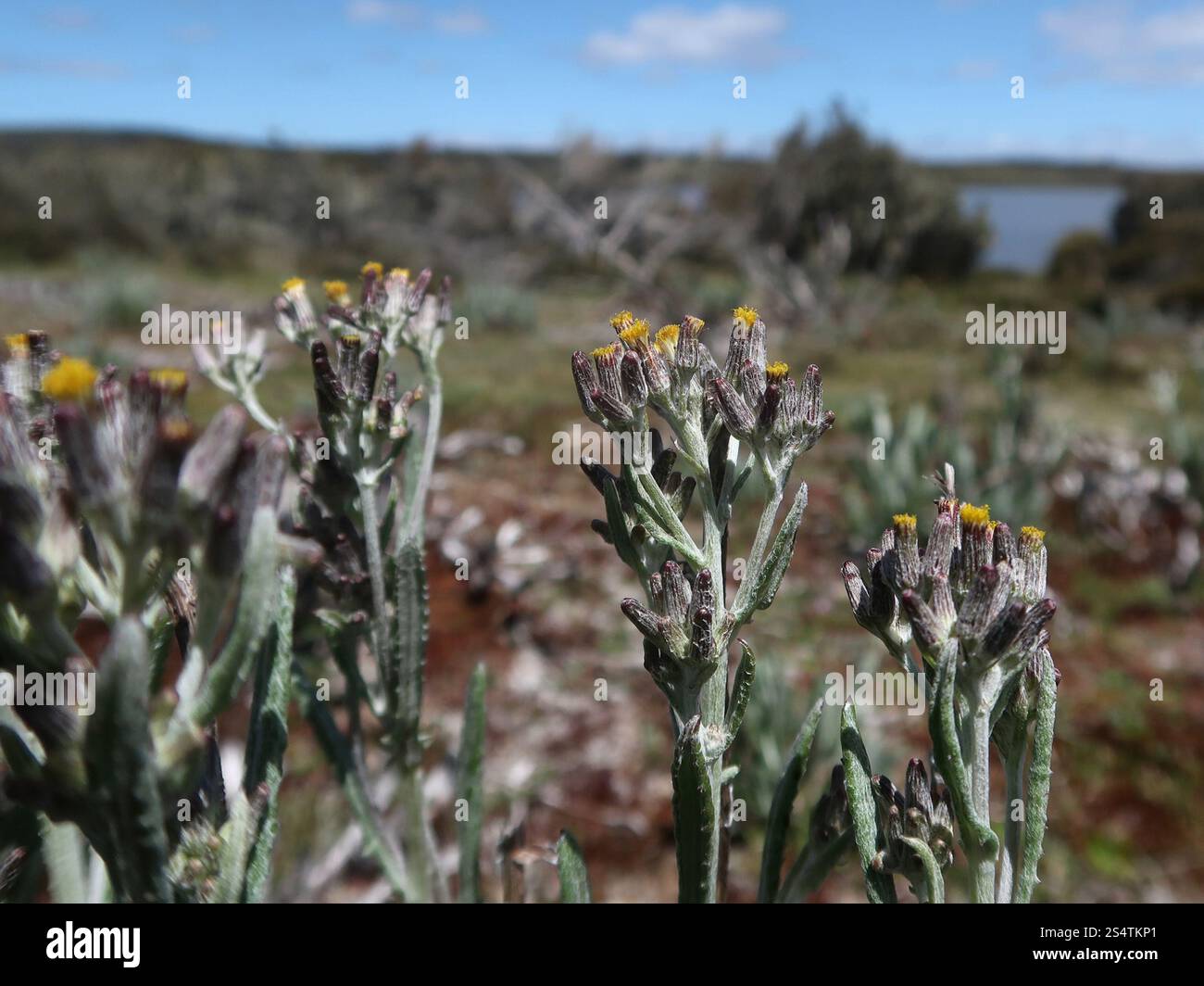 mountain fireweed (Senecio gunnii Stock Photo - Alamy
