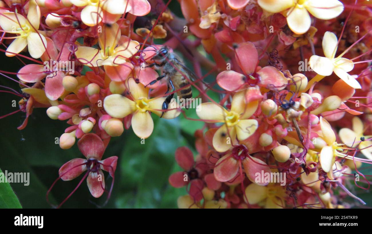 Asian Honey Bee (Apis cerana Stock Photo - Alamy