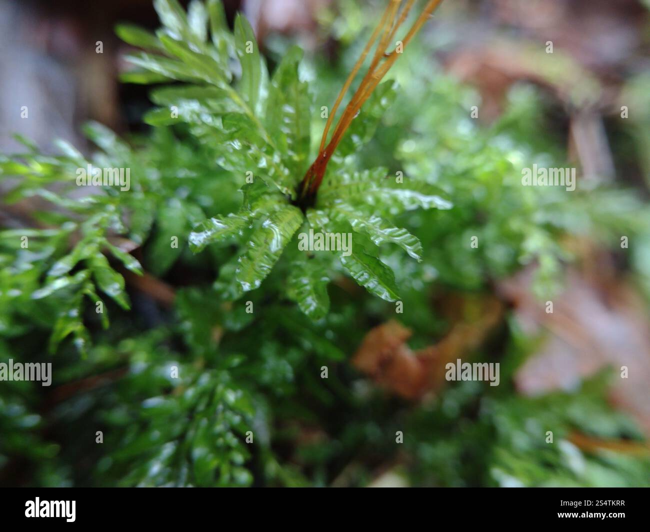 Palm-tree Moss (Plagiomnium undulatum Stock Photo - Alamy
