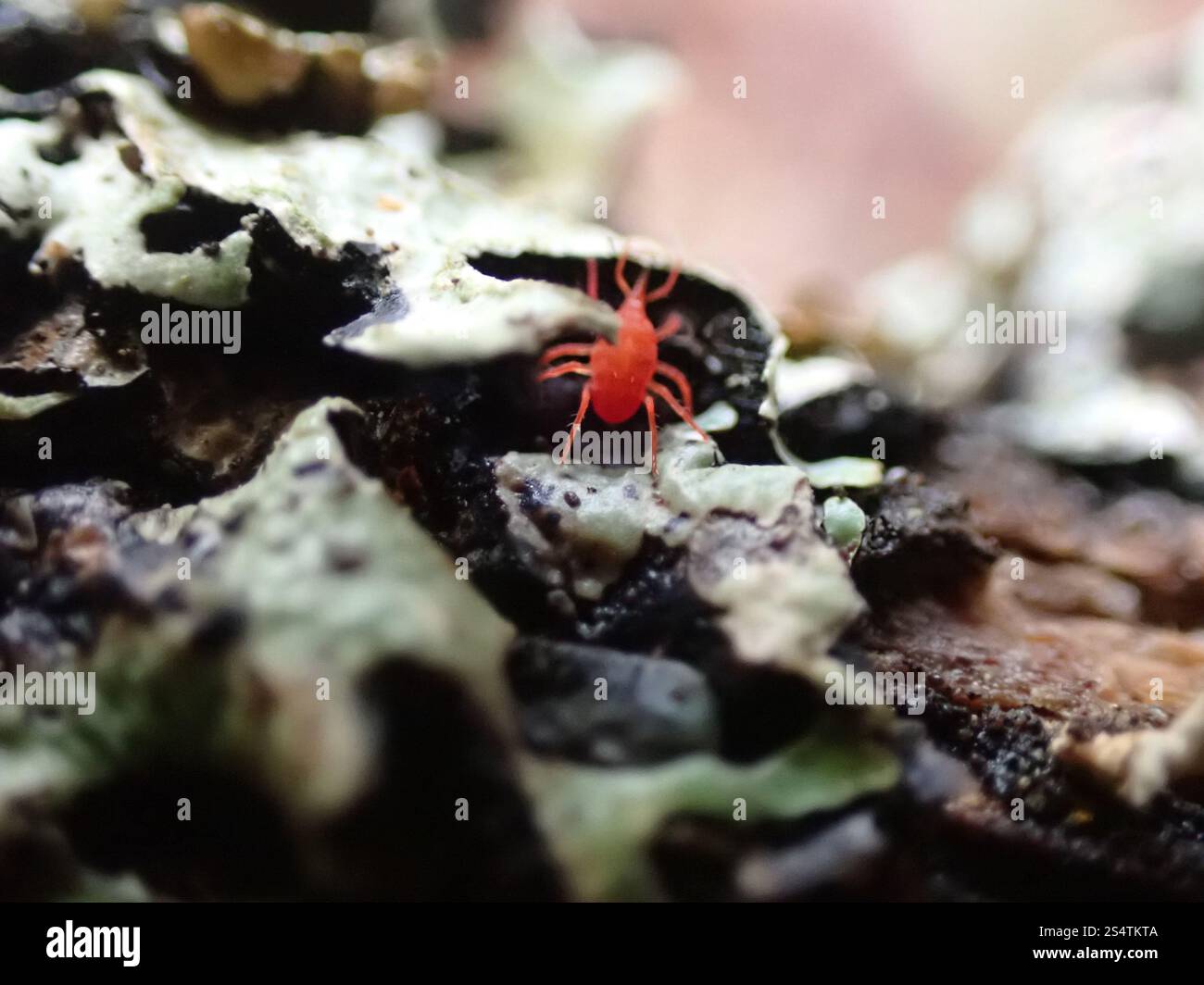 Snout mites hi-res stock photography and images - Alamy