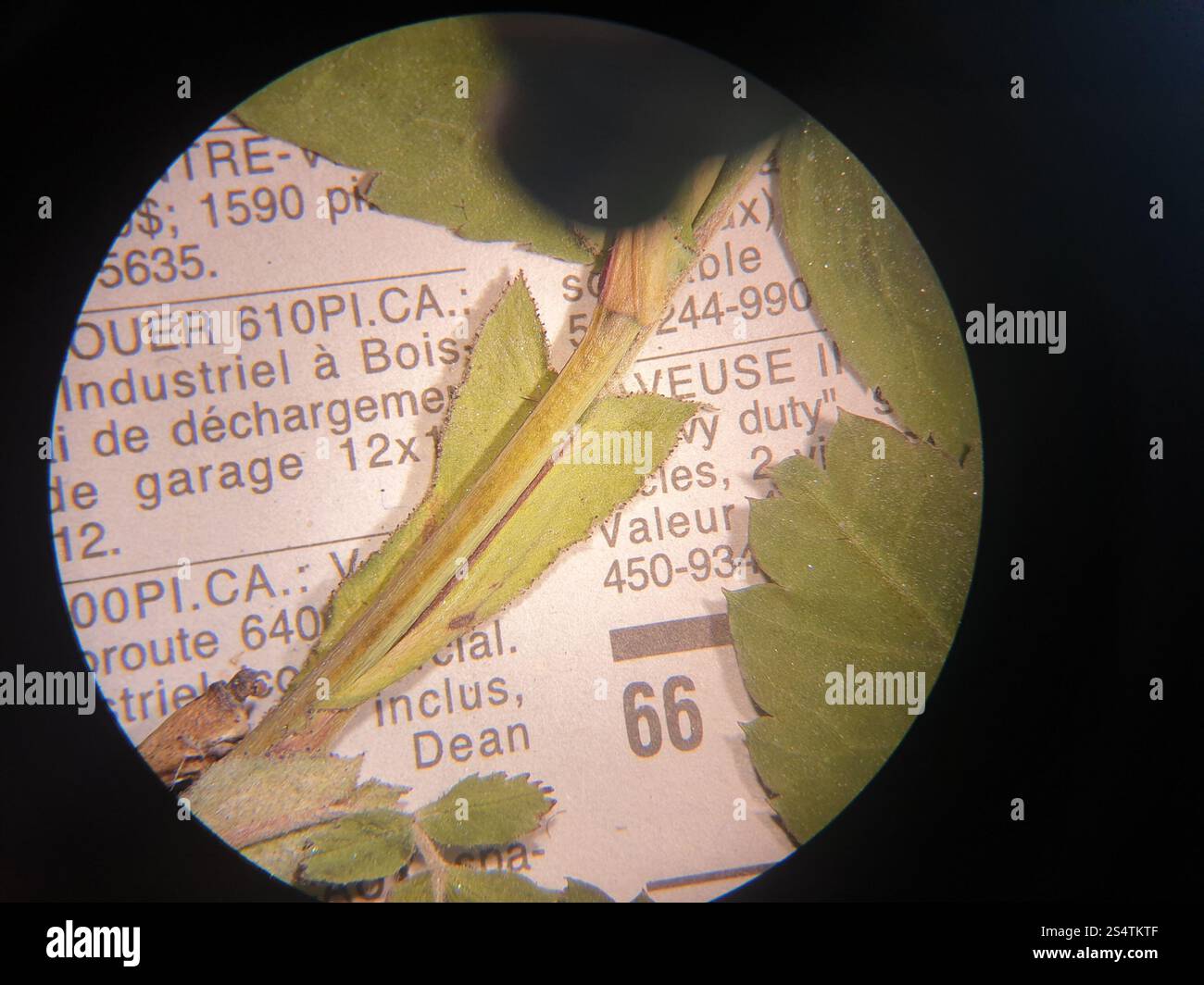 smooth rose (Rosa blanda Stock Photo - Alamy