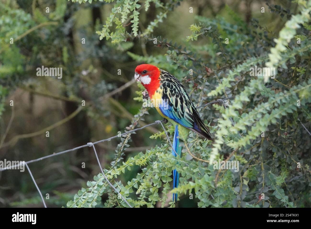 Southeast Eastern Rosella (Platycercus eximius eximius Stock Photo - Alamy