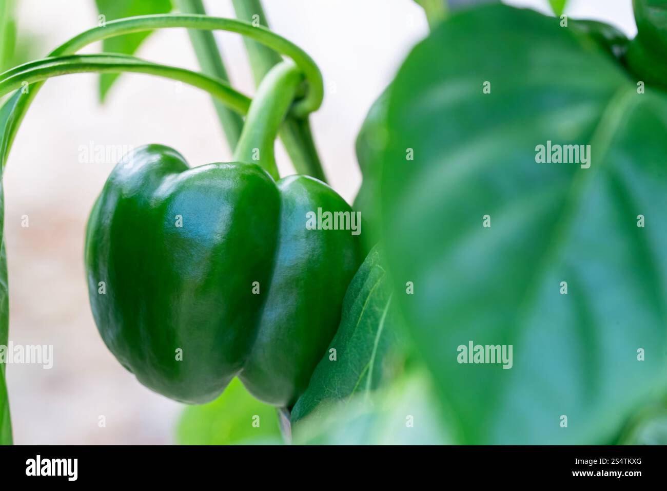 Growing pepper on farm hi-res stock photography and images - Alamy