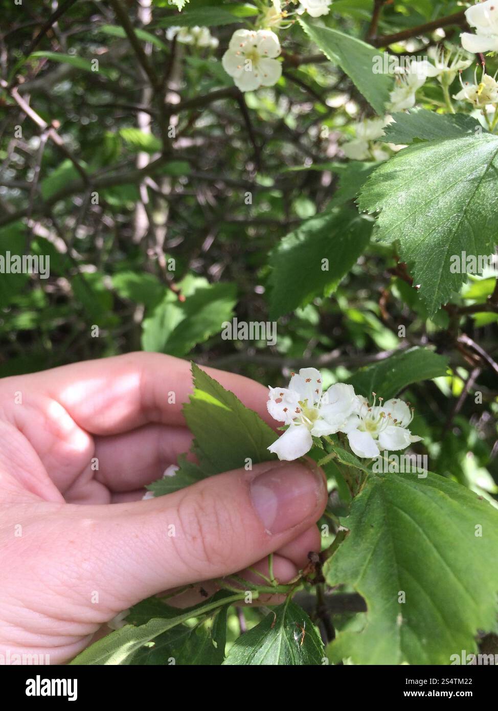 Large-thorn hawthorn (Crataegus macracantha Stock Photo - Alamy