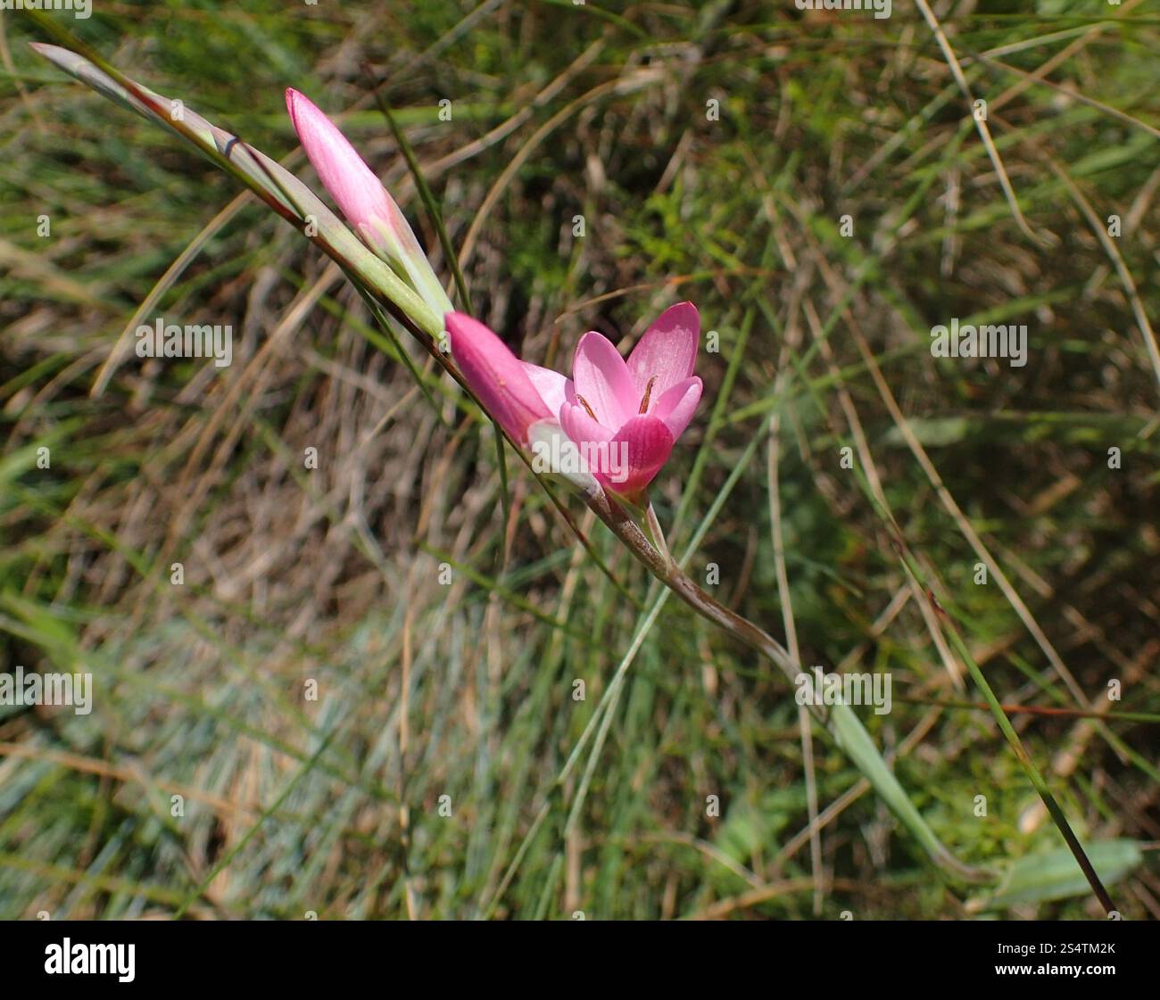 Grassveld Eveninglily (Hesperantha baurii Stock Photo - Alamy