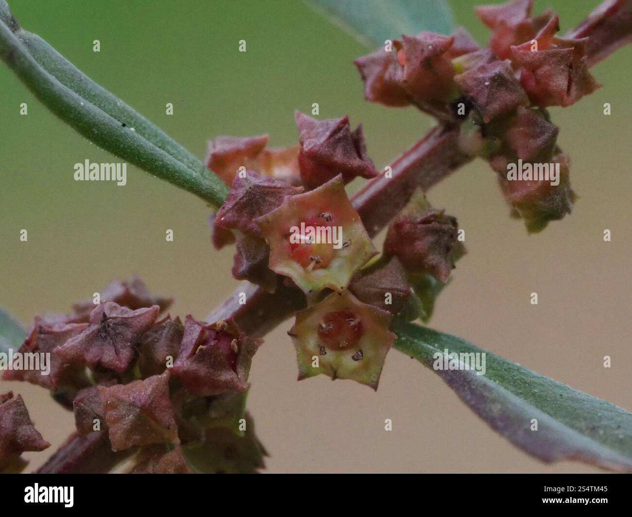 monarch redstem (Ammannia baccifera Stock Photo - Alamy