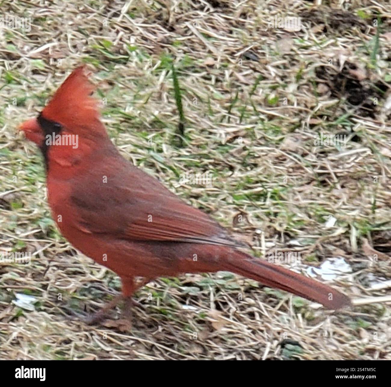 Northern Cardinal (Cardinalis cardinalis Stock Photo - Alamy