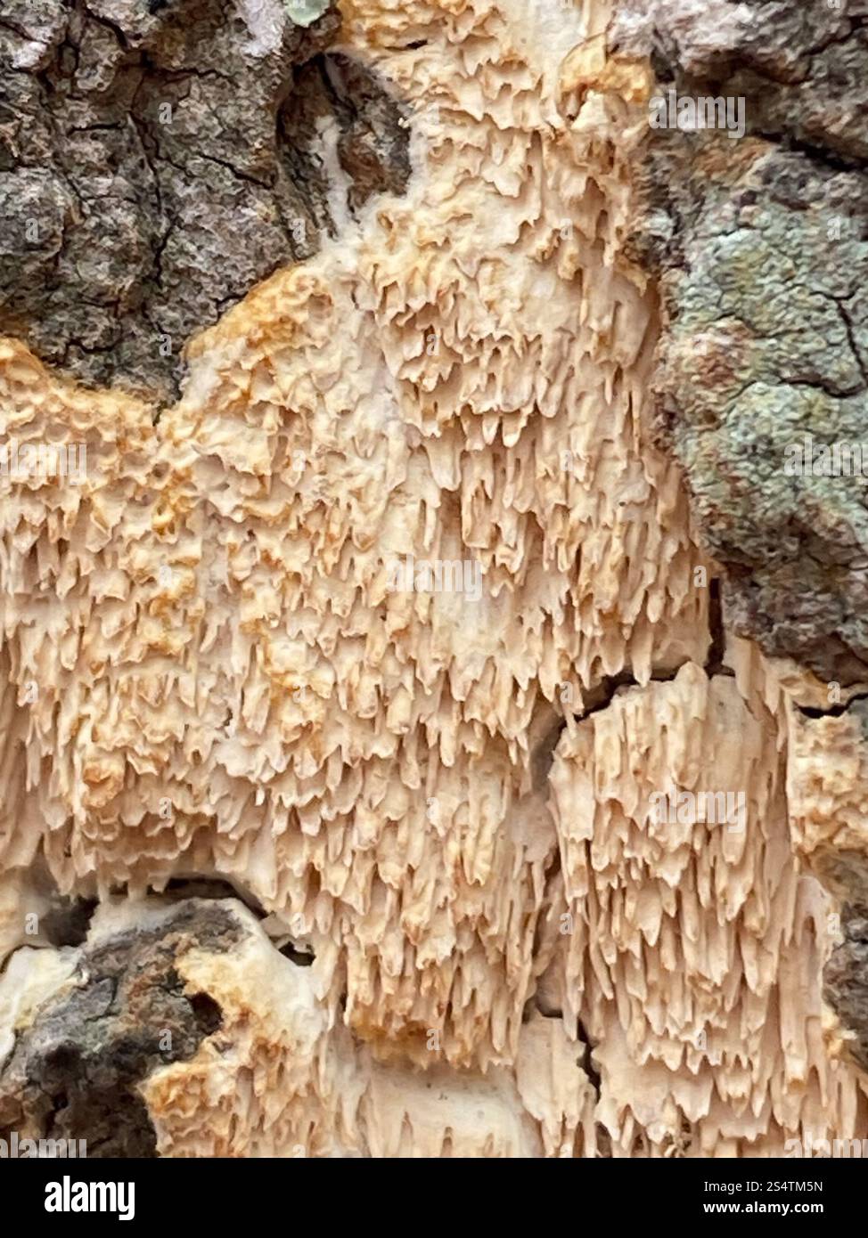 Milk-white Toothed Polypore (Irpex lacteus Stock Photo - Alamy