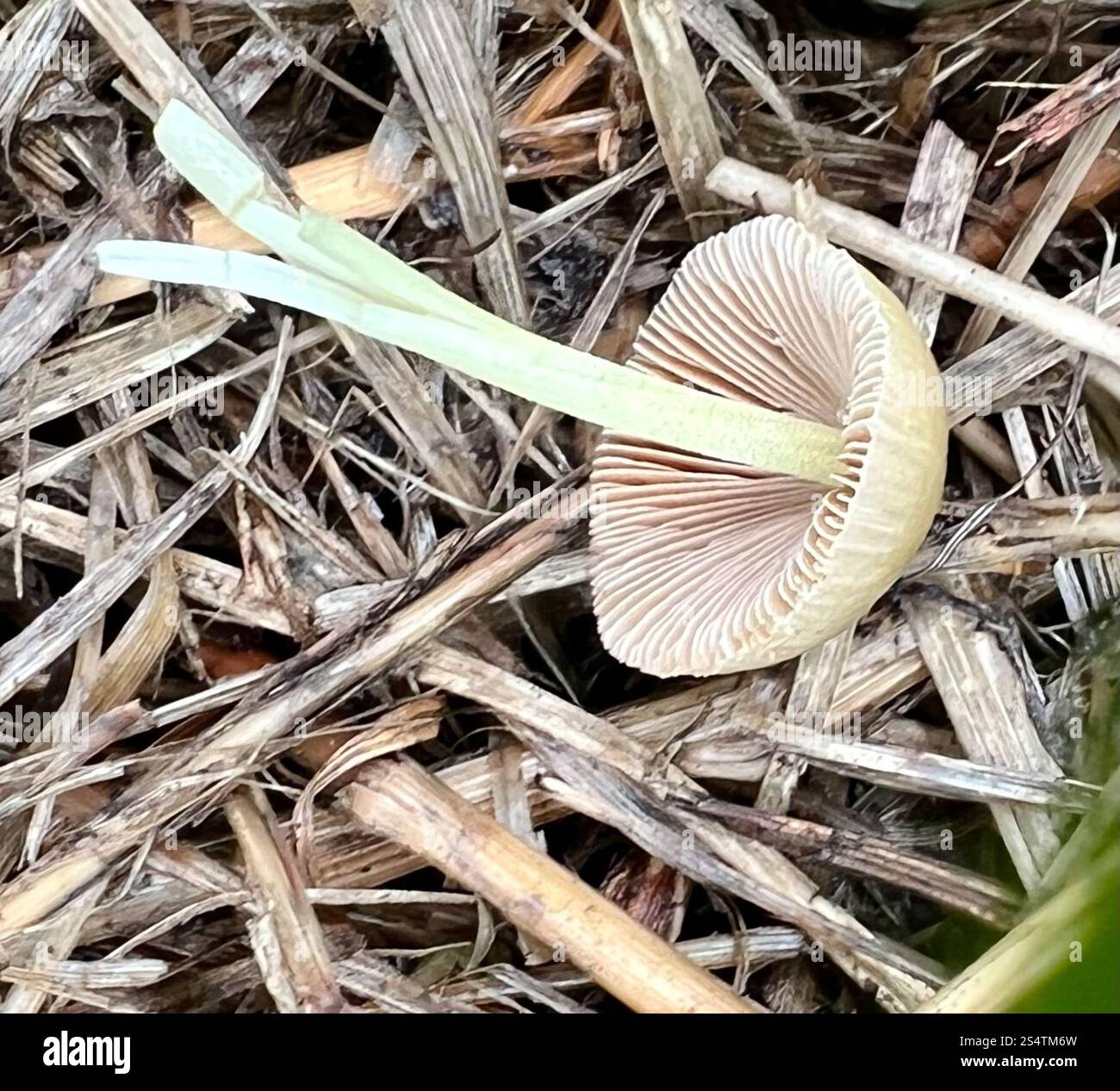 Common Gilled Mushrooms and Allies (Agaricales Stock Photo - Alamy