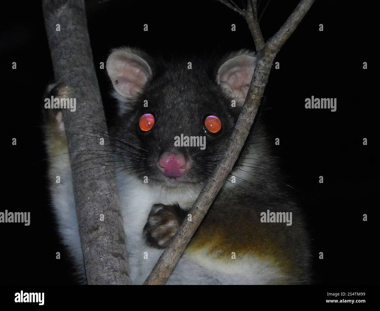 Common Ring-tailed Possum (Pseudocheirus peregrinus Stock Photo - Alamy