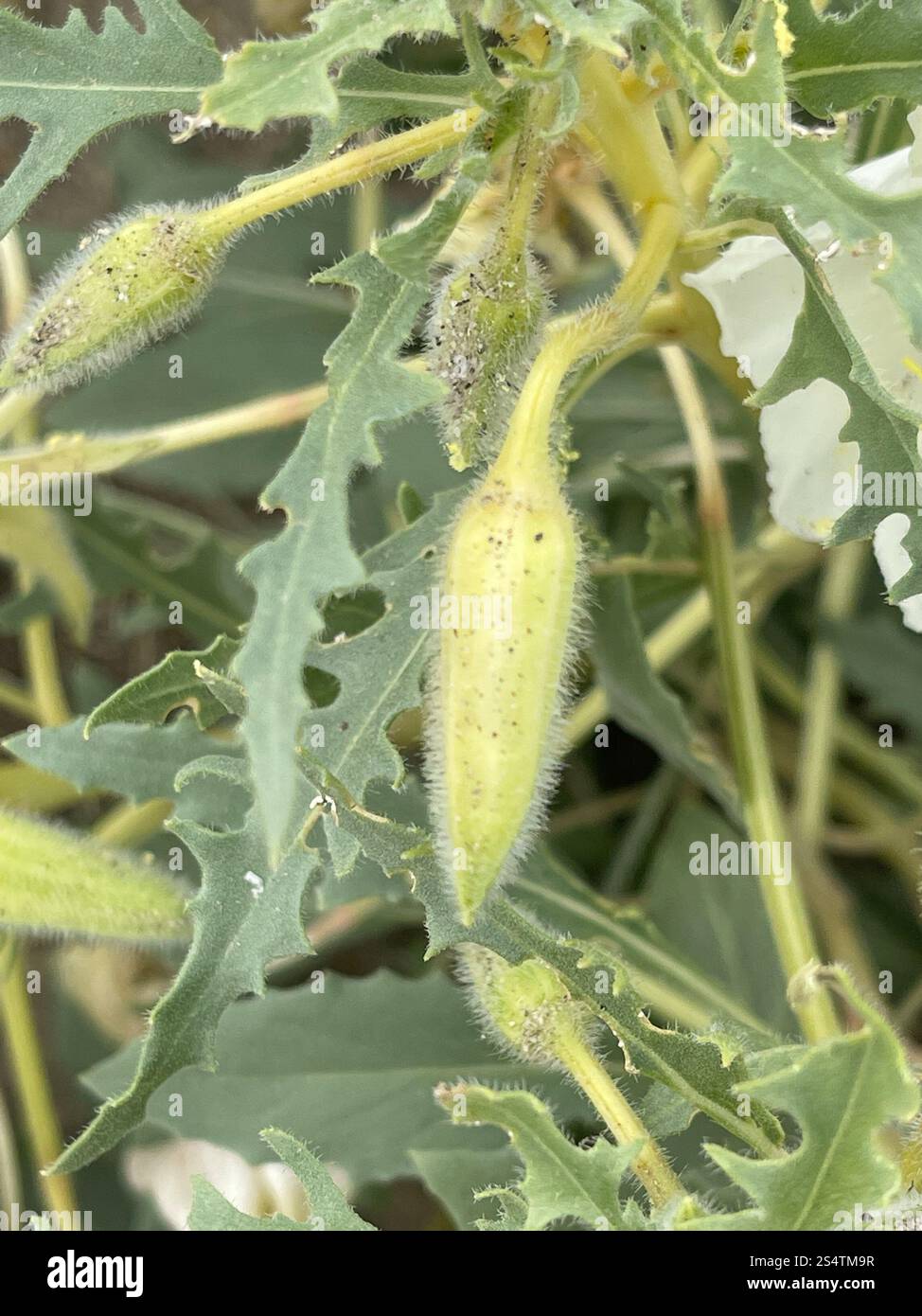 Annual Evening Primrose (Oenothera deltoides deltoides Stock Photo - Alamy